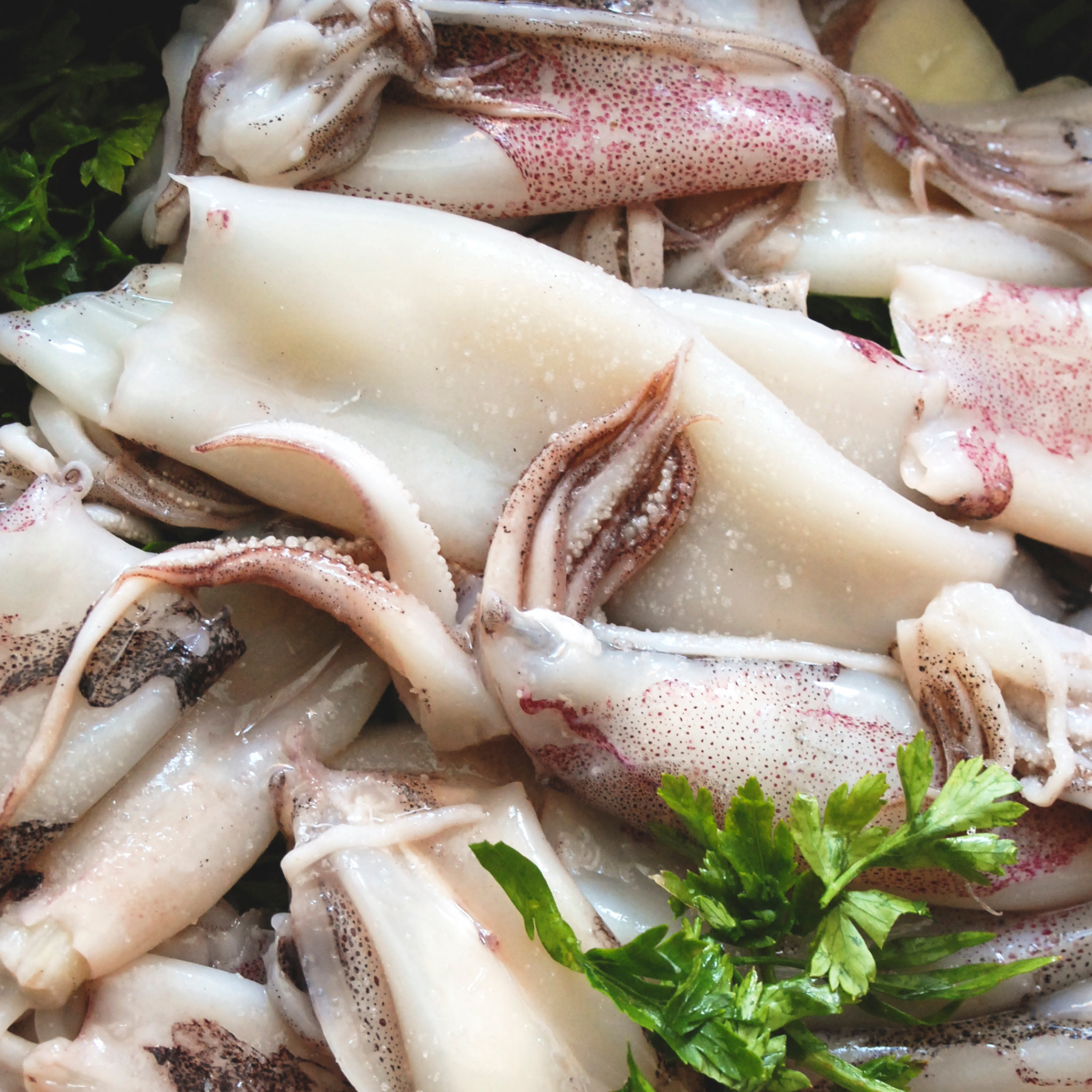Cleaned Whole Squid (250g) | Serves 2 – The Fresh Fish Shop UK
